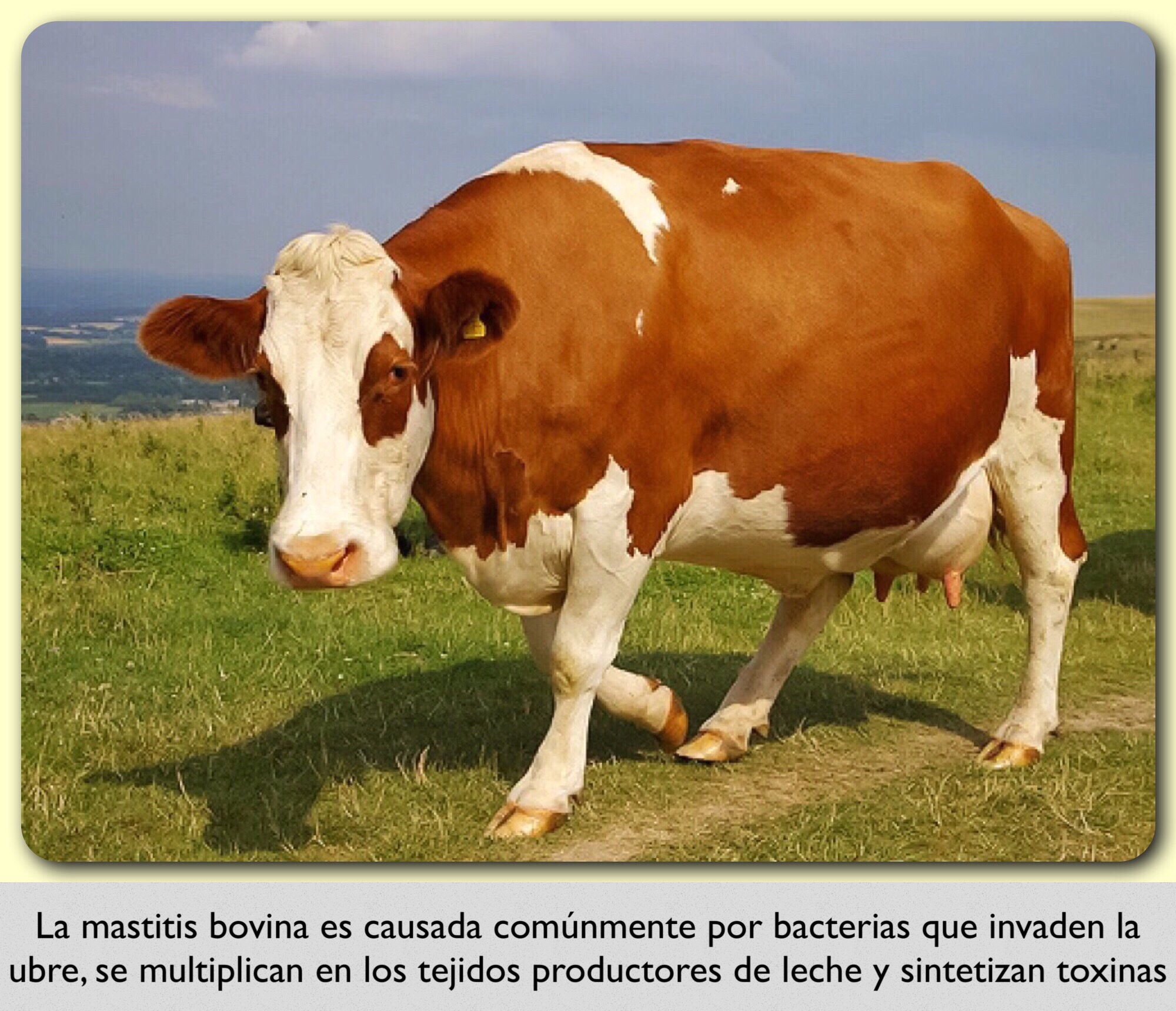 PREGUNTAS SOBRE CALIDAD DE LA LECHE ¿COMO SE DESARROLLA LA MASTITIS EN ...