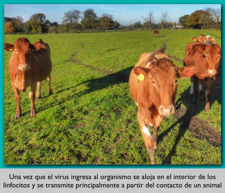 LEUCOSIS BOVINA – GANADERIA SOS