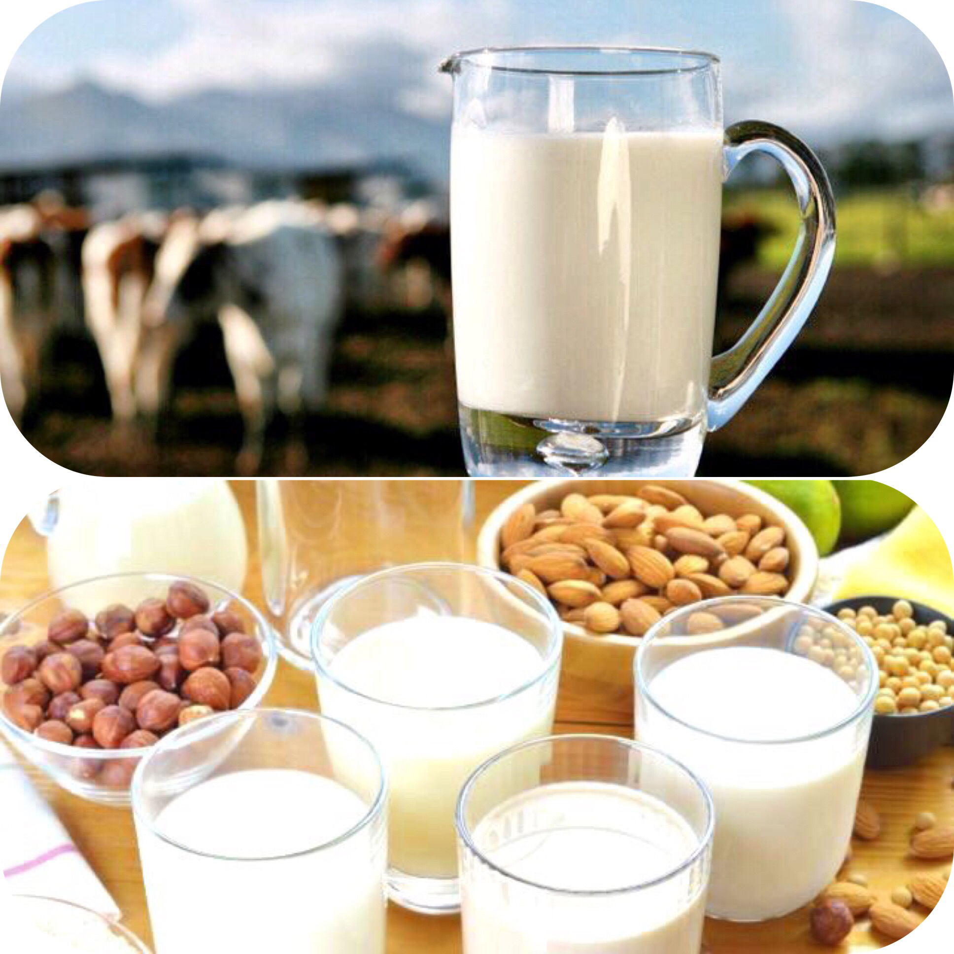 ALMENDRA, VACA, SOYA: ¿CUÁL ES LA MEJOR LECHE PARA TI? – GANADERIA SOS