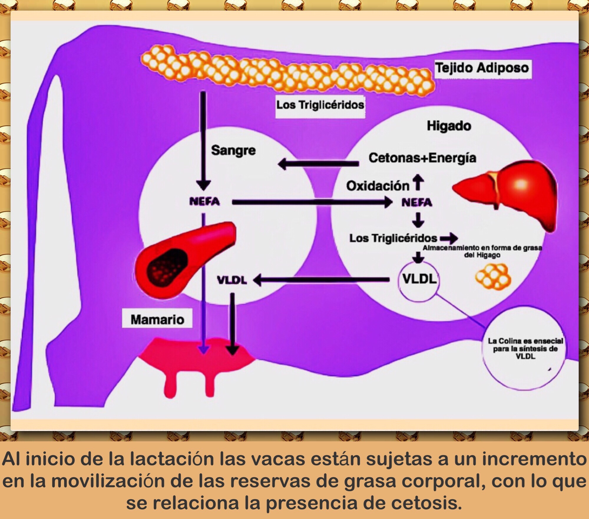 LA CETOSIS EN VACAS LECHERAS Y EL ROL DE LA COLINA – GANADERIA SOS