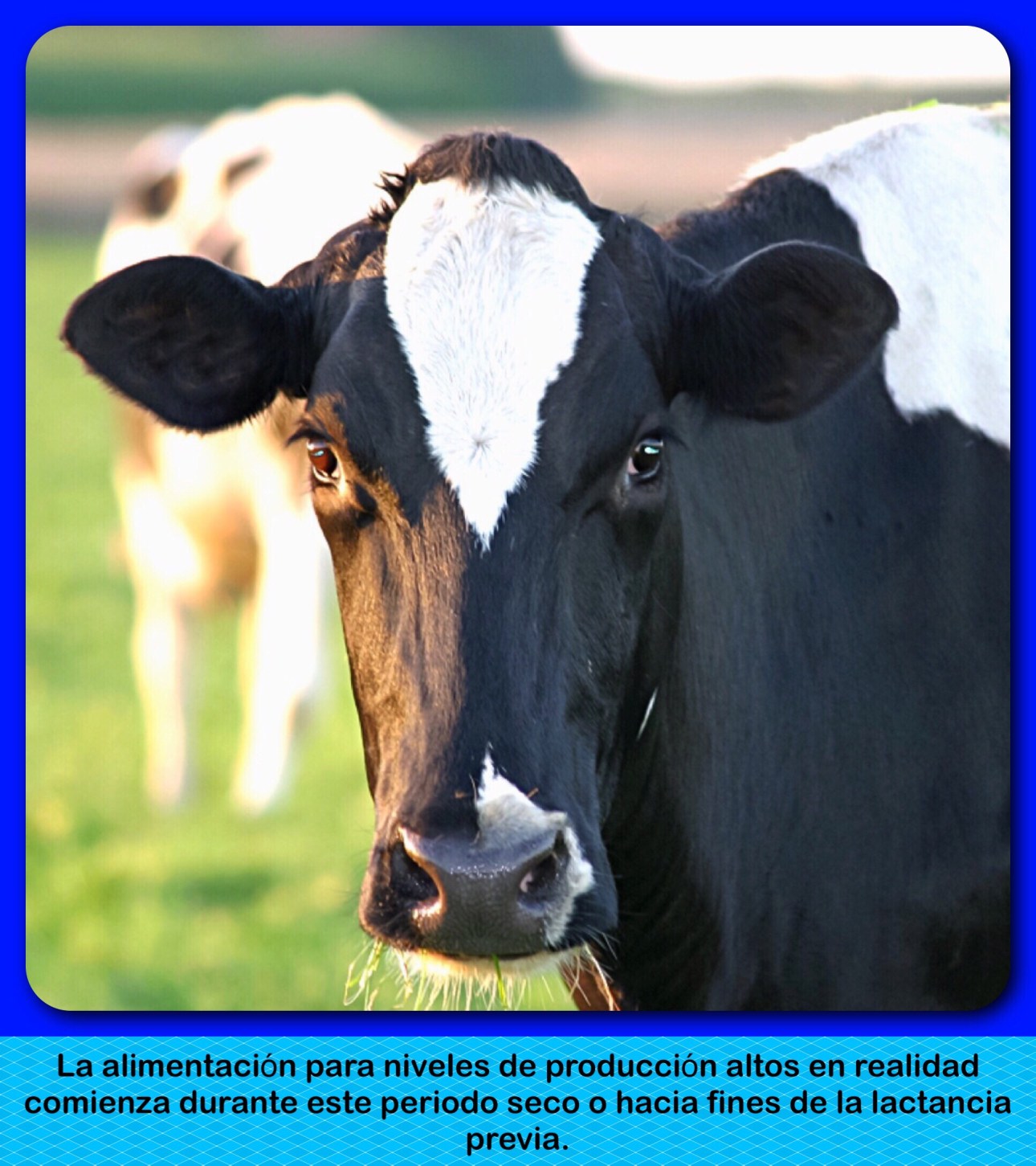 ALIMENTACIÓN DE LA VACA SECA(South Dakota State University) – GANADERIA SOS