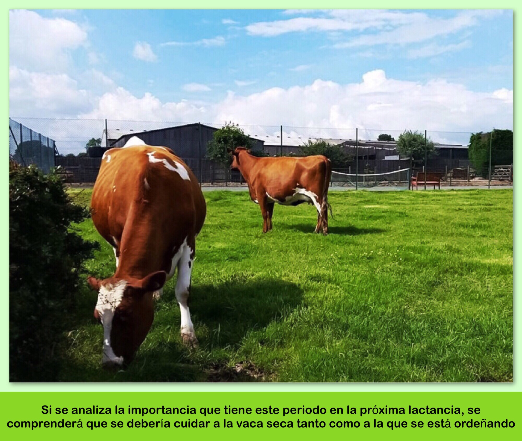 ALIMENTACION DE LA VACA SECA – GANADERIA SOS