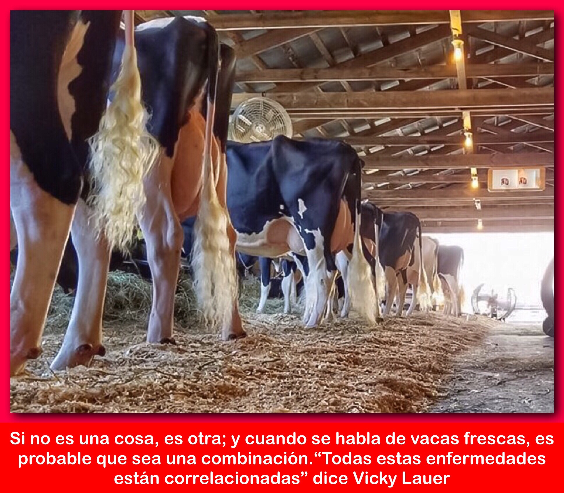 COMO IDENTIFICAR, TRATAR Y PREVENIR SIETE ENFERMEDADES EN VACAS FRESCAS ...