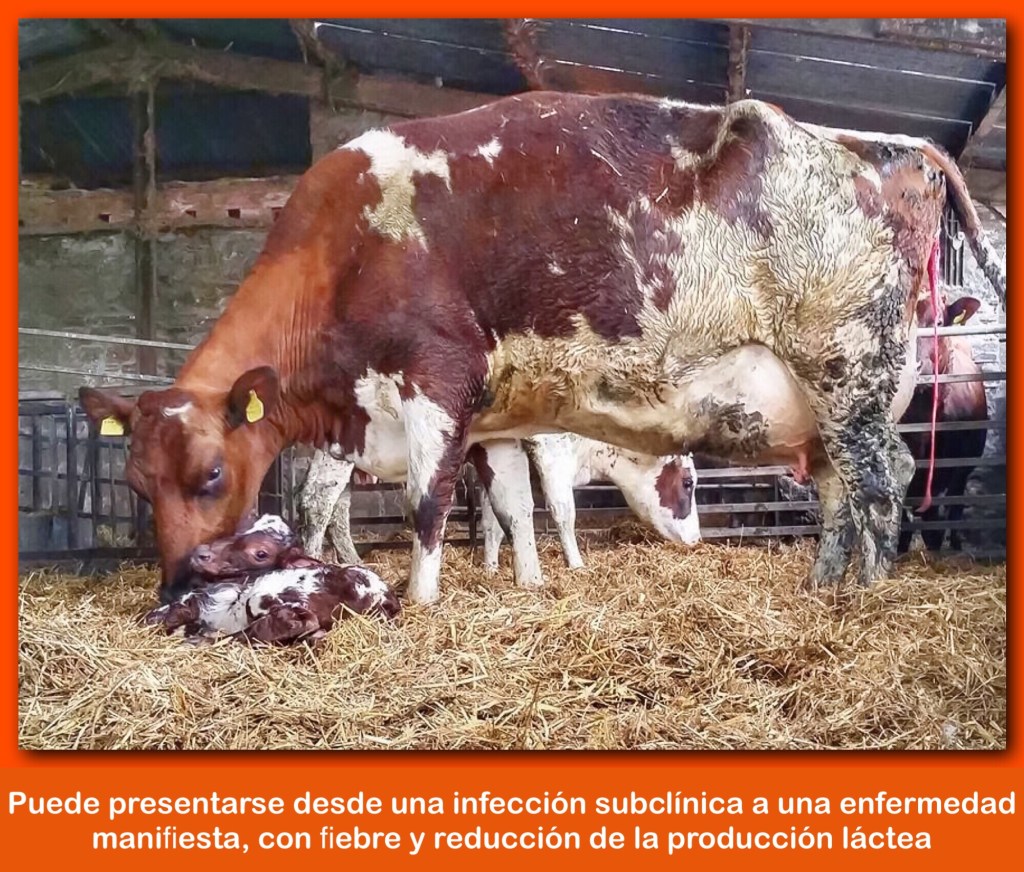 METRITIS – GANADERIA SOS