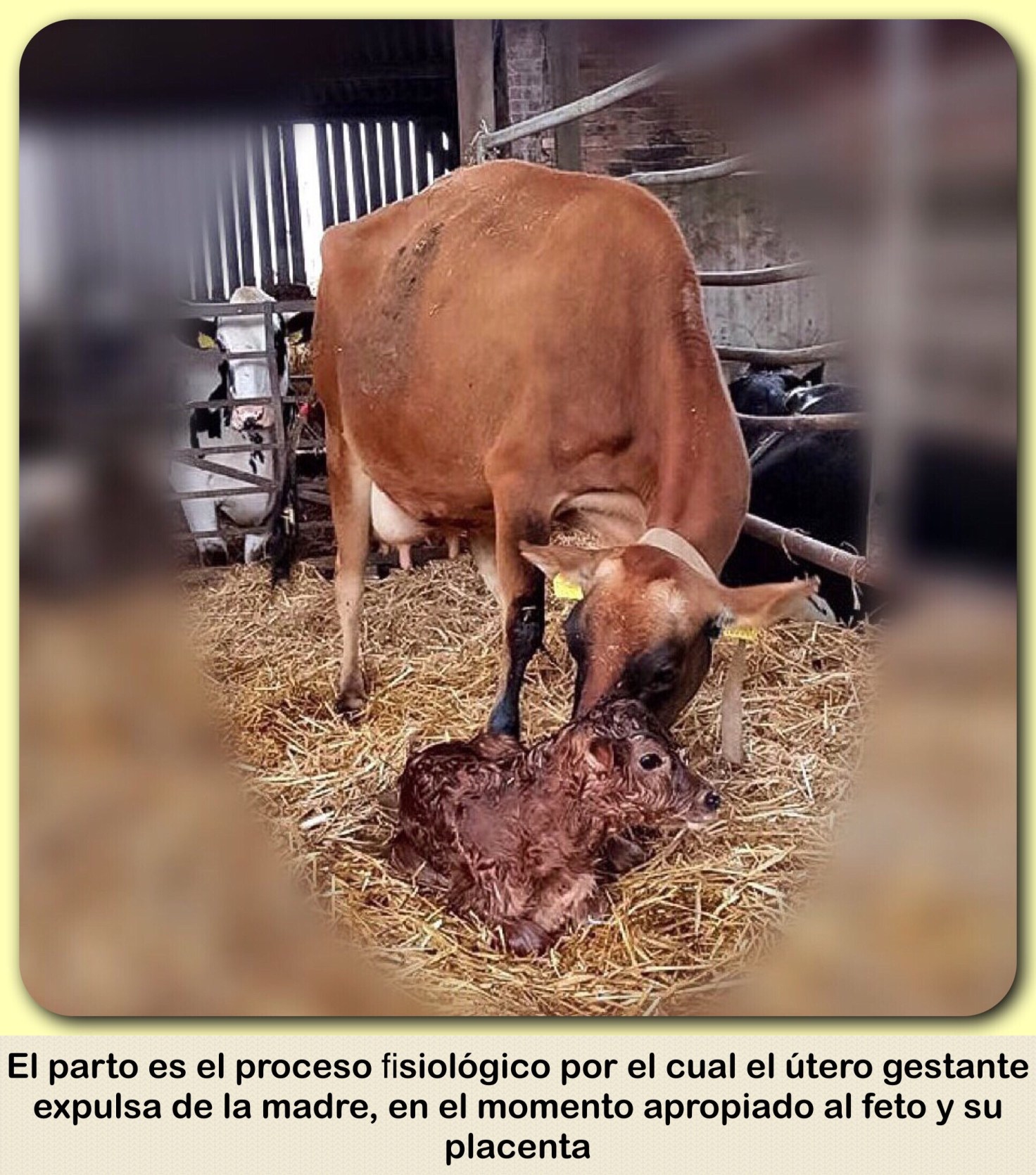 PARTO Y PUERPERIO EN VACAS – GANADERIA SOS