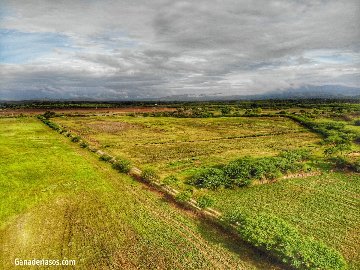 UTILIZACIÓN DE PASTOS Y FORRAJES – GANADERIA SOS