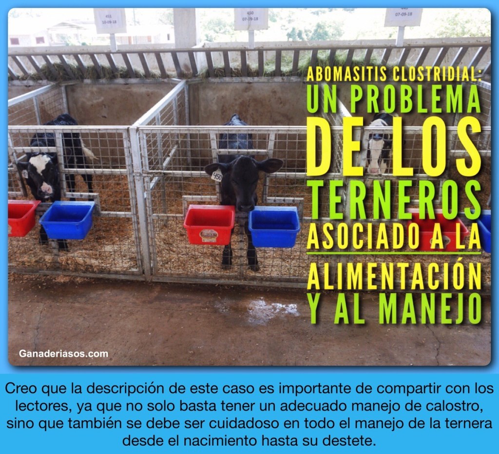 ABOMASITIS CLOSTRIDIAL: UN PROBLEMA DE LOS TERNEROS ASOCIADO A LA ...