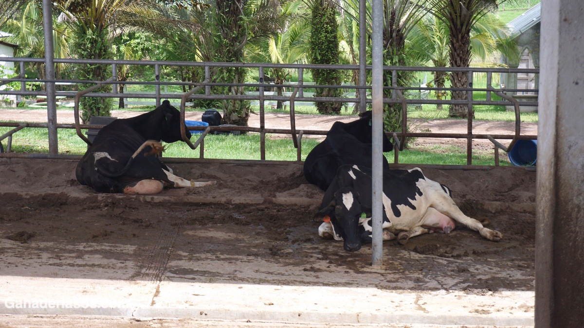 ACIDOSIS RUMINAL: UN CUADRO MÁS COMÚN DE LO QUE SE CREE – GANADERIA SOS