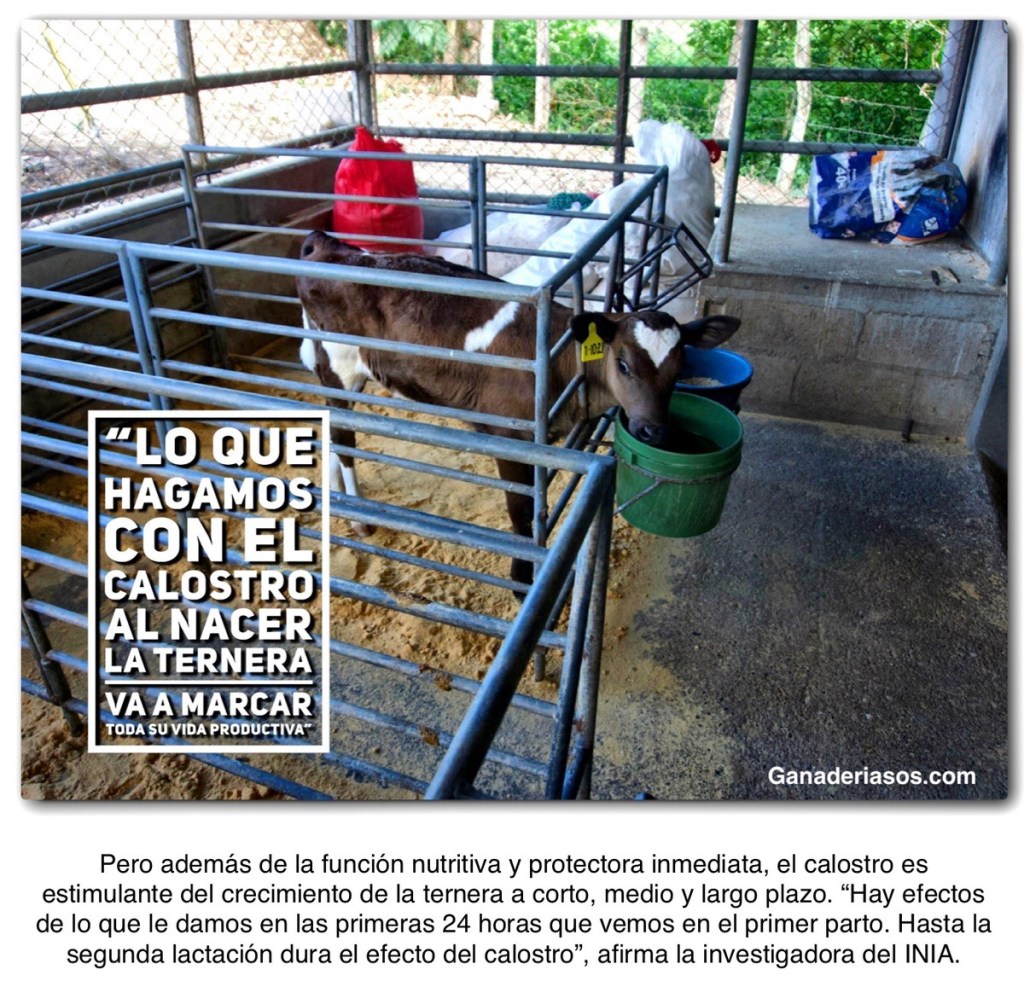 LO QUE HAGAMOS CON EL CALOSTRO AL NACER LA TERNERA VA A MARCAR TODA SU ...