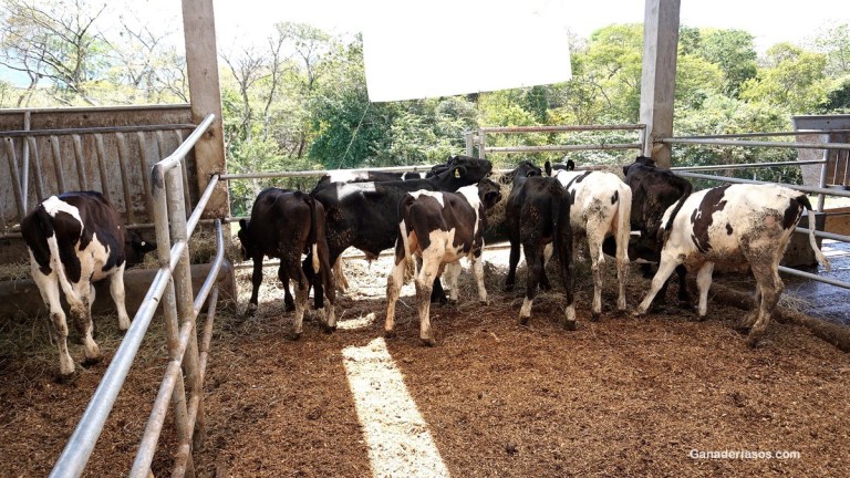 CÓMO CRIAR TERNEROS HOLSTEIN PARA LA PRODUCCIÓN DE CARNE – GANADERIA SOS
