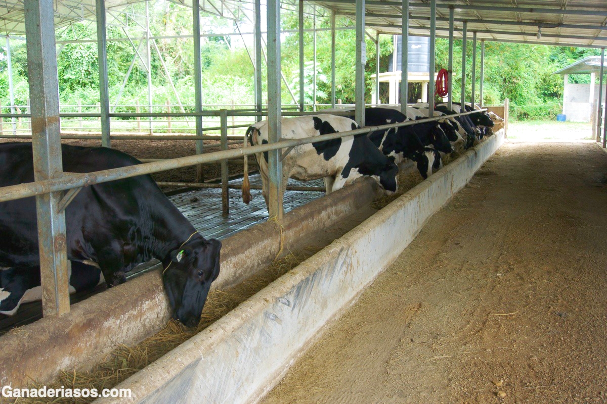 Manejo Y Alojamiento De Vacas En Transición Y Con Necesidades