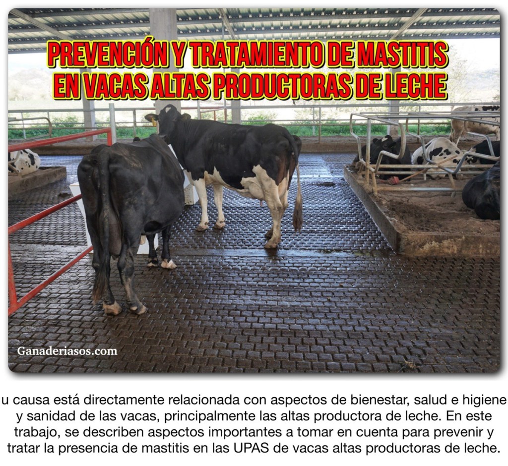 PREVENCIÓN Y TRATAMIENTO DE MASTITIS EN VACAS ALTAS PRODUCTORAS DE ...