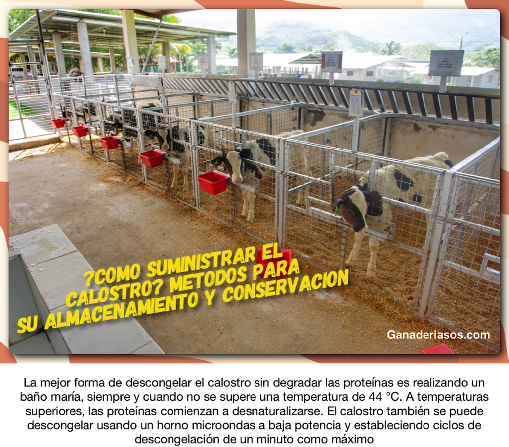 ¿CÓMO SUMINISTRAR EL CALOSTRO? MÉTODOS PARA SU ALMACENAMIENTO Y ...