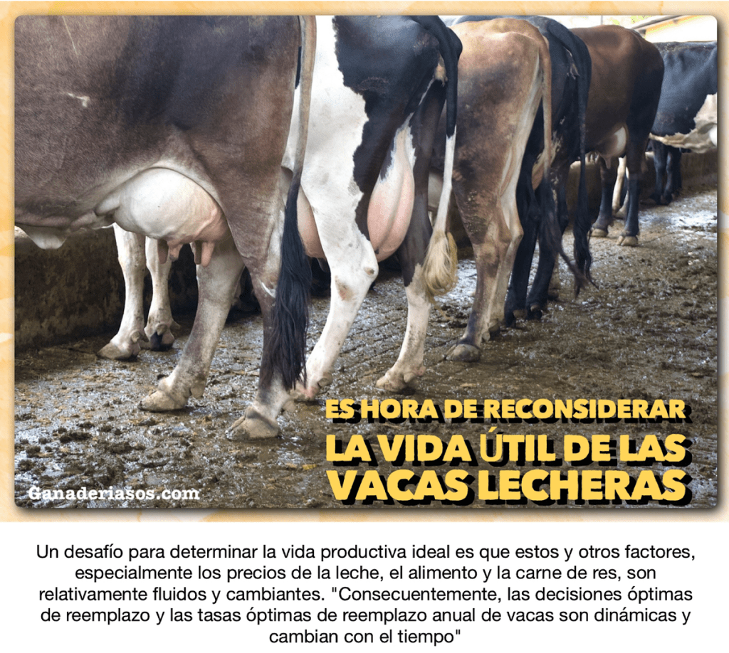 ¿ES HORA DE RECONSIDERAR LA VIDA ÚTIL DE LAS VACAS LECHERAS ...