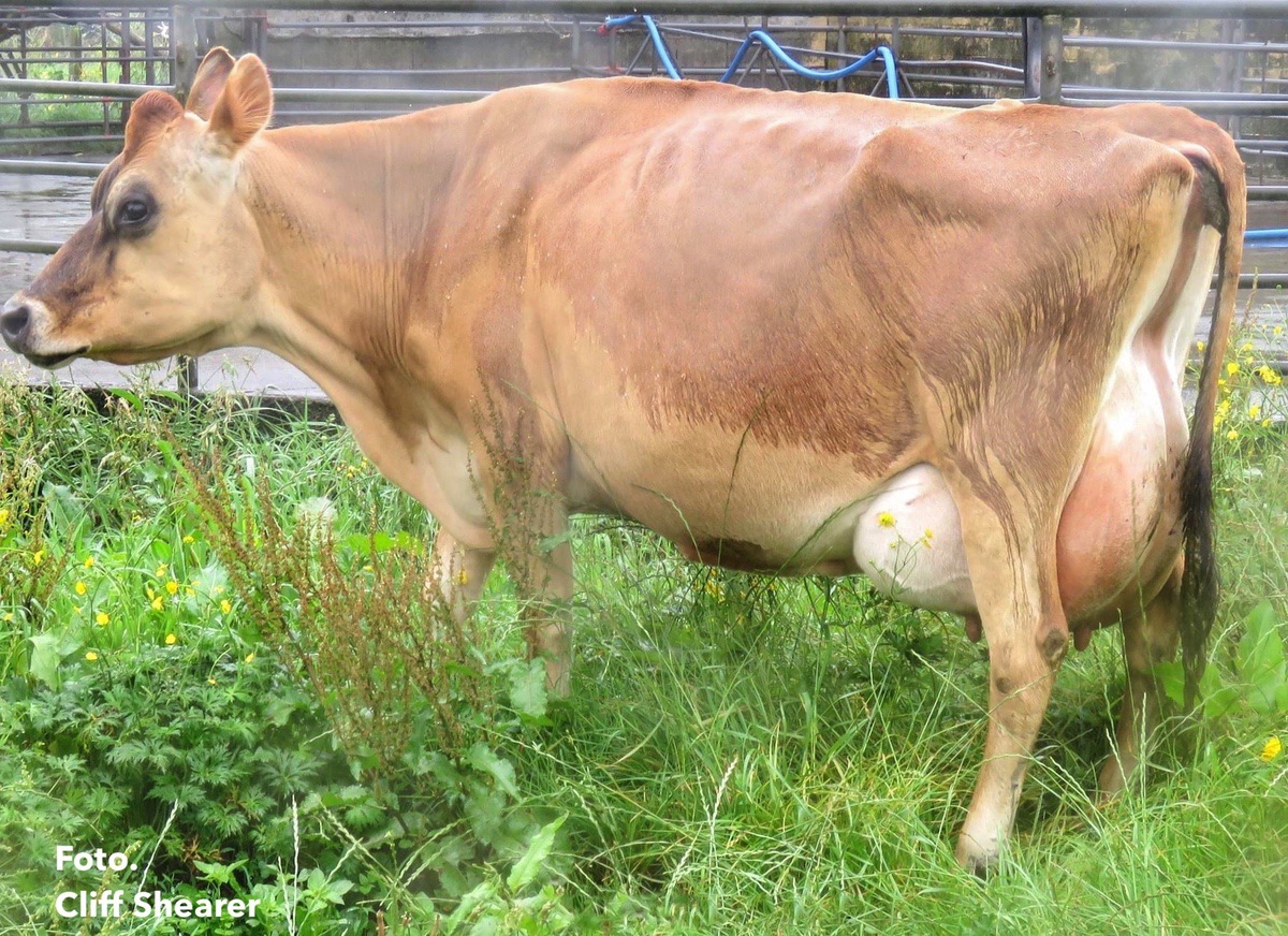 ESTRÉS OXIDATIVO E INFLAMACIÓN DE LA UBRE DURANTE EL PERIODO DE ...