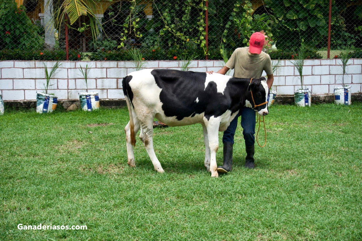 ¿QUÉ IMPORTANCIA TIENE LA MORFOLOGÍA DE LA VACA FRISONA PARA LOS ...