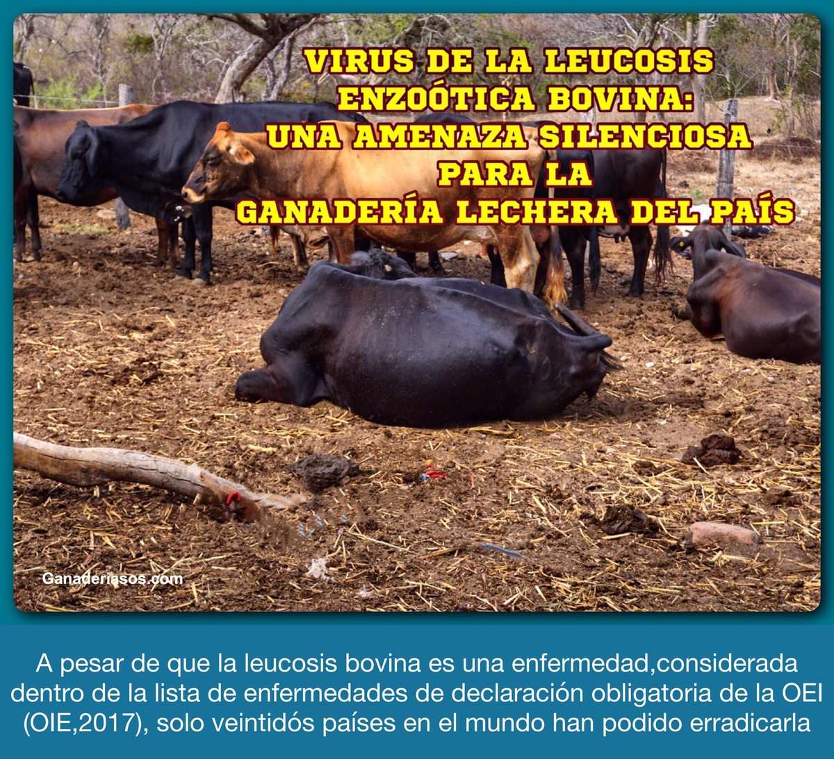 VIRUS DE LA LEUCOSIS ENZOÓTICA BOVINA: UNA AMENAZA SILENCIOSA PARA LA ...