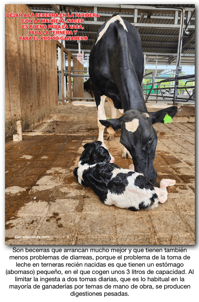 “DEJAR A LA BECERRA EN LA PARIDERA CON LA MADRE AL NACER ES BUENO PARA ...