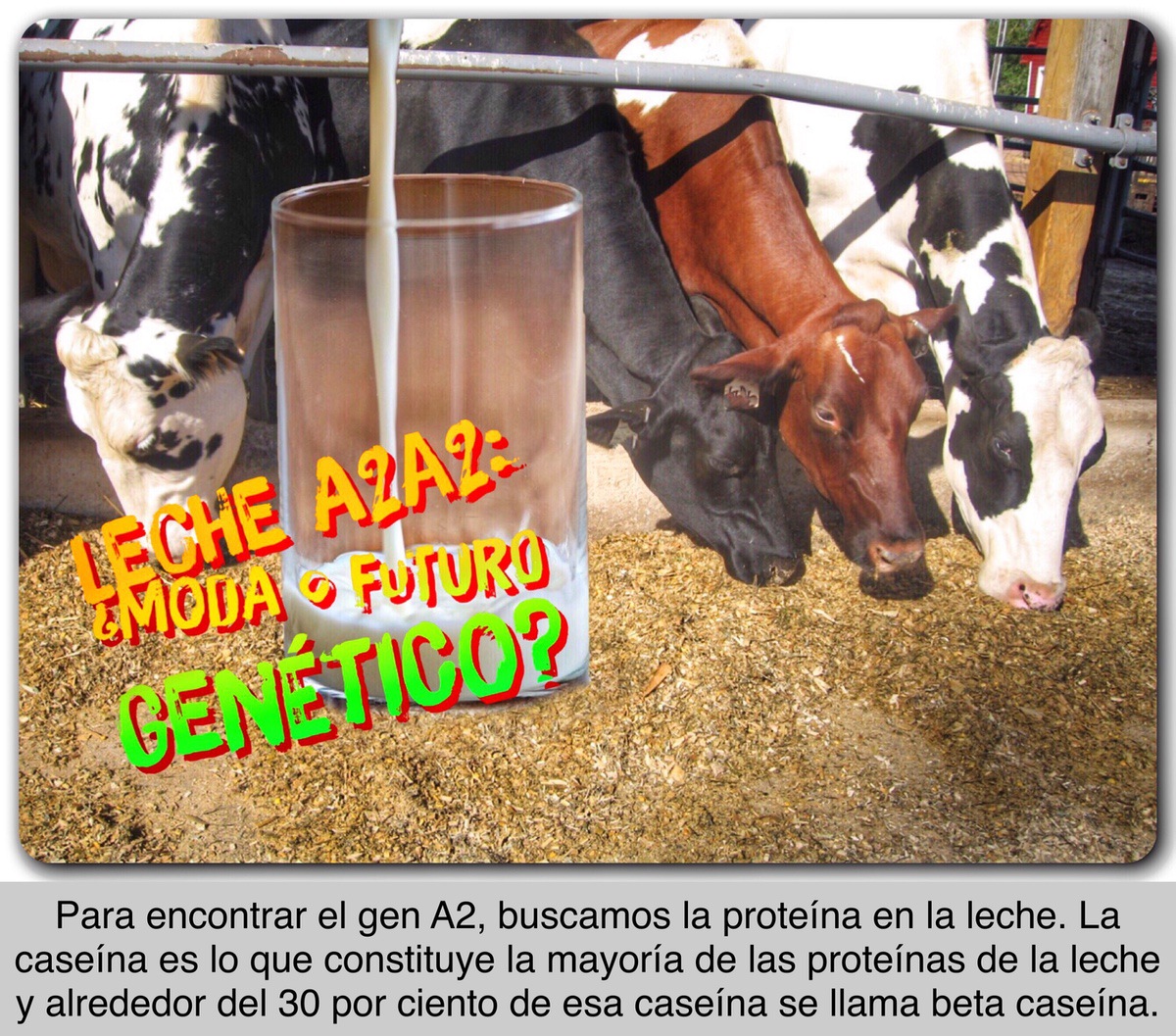 LECHE A2A2: ¿MODA O FUTURO GENÉTICO? – GANADERIA SOS