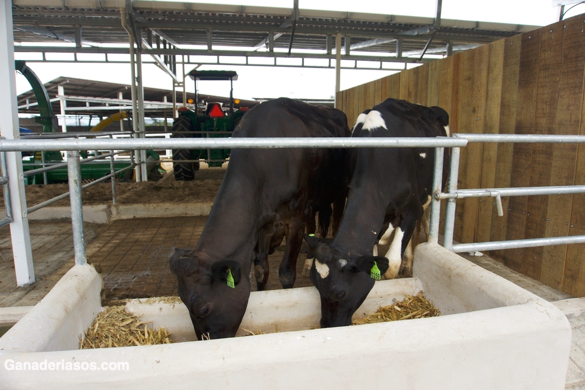 LECHE A2A2: ¿MODA O FUTURO GENÉTICO? – GANADERIA SOS