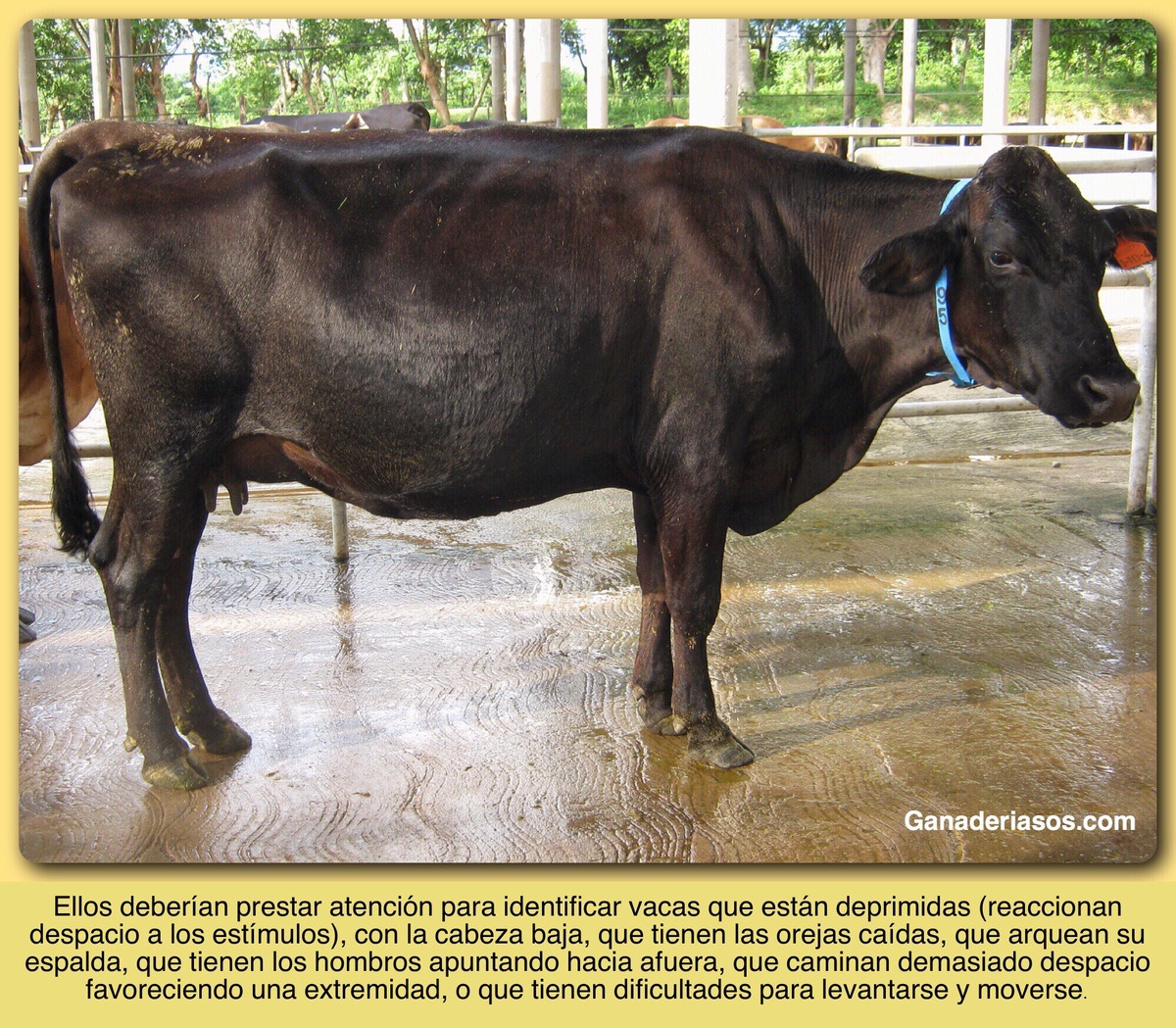 ¿como Identificar Las Vacas Enfermas Que Necesitan Ser Examinadasemk 3495