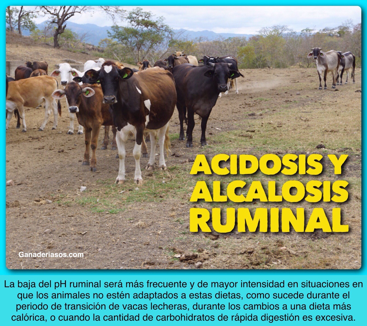 ACIDOSIS Y ALCALOSIS RUMINAL – GANADERIA SOS