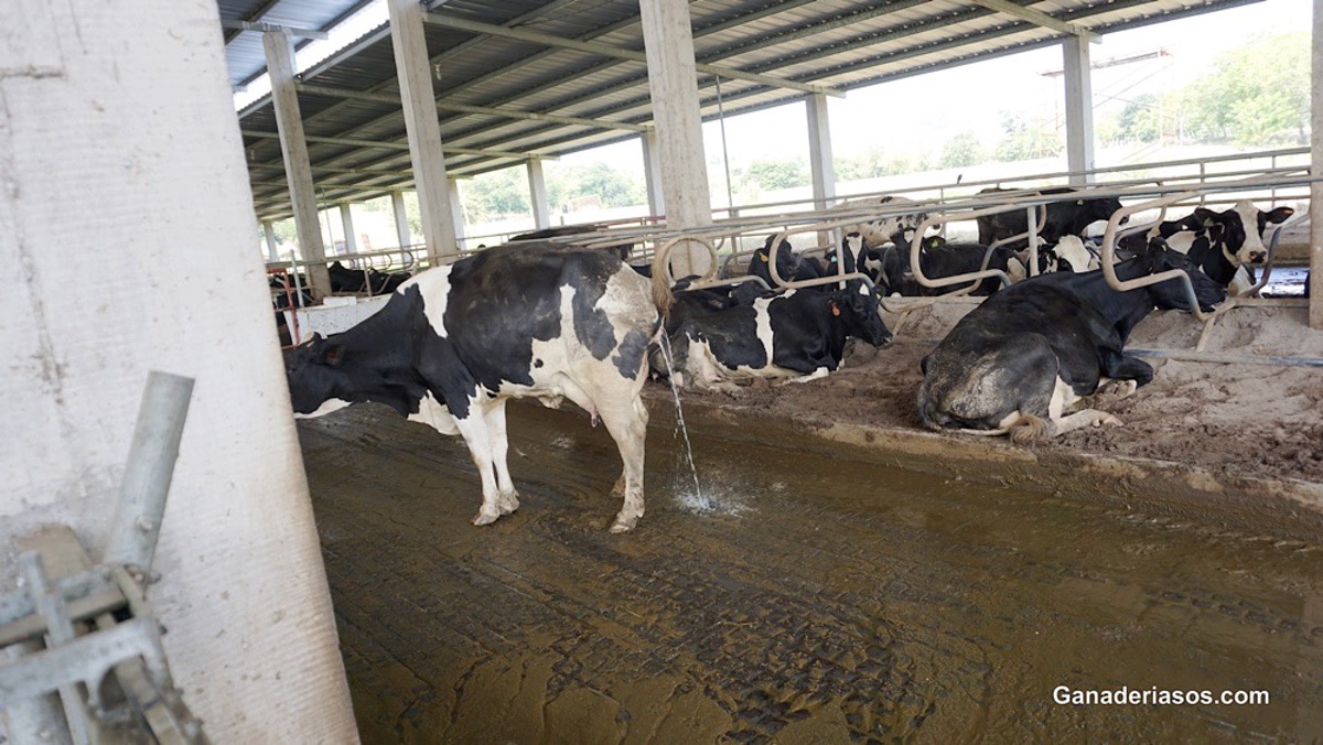 VACAS CON AIRE U ORINA EN LA VAGINA – GANADERIA SOS