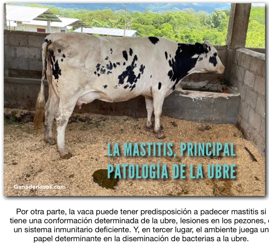 LA MASTITIS, PRINCIPAL PATOLOGÍA DE LA UBRE – GANADERIA SOS