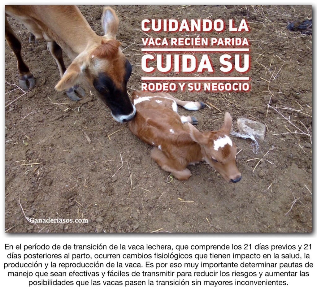 CUIDANDO LA VACA RECIÉN PARIDA CUIDA SU RODEO Y SU NEGOCIO – GANADERIA SOS