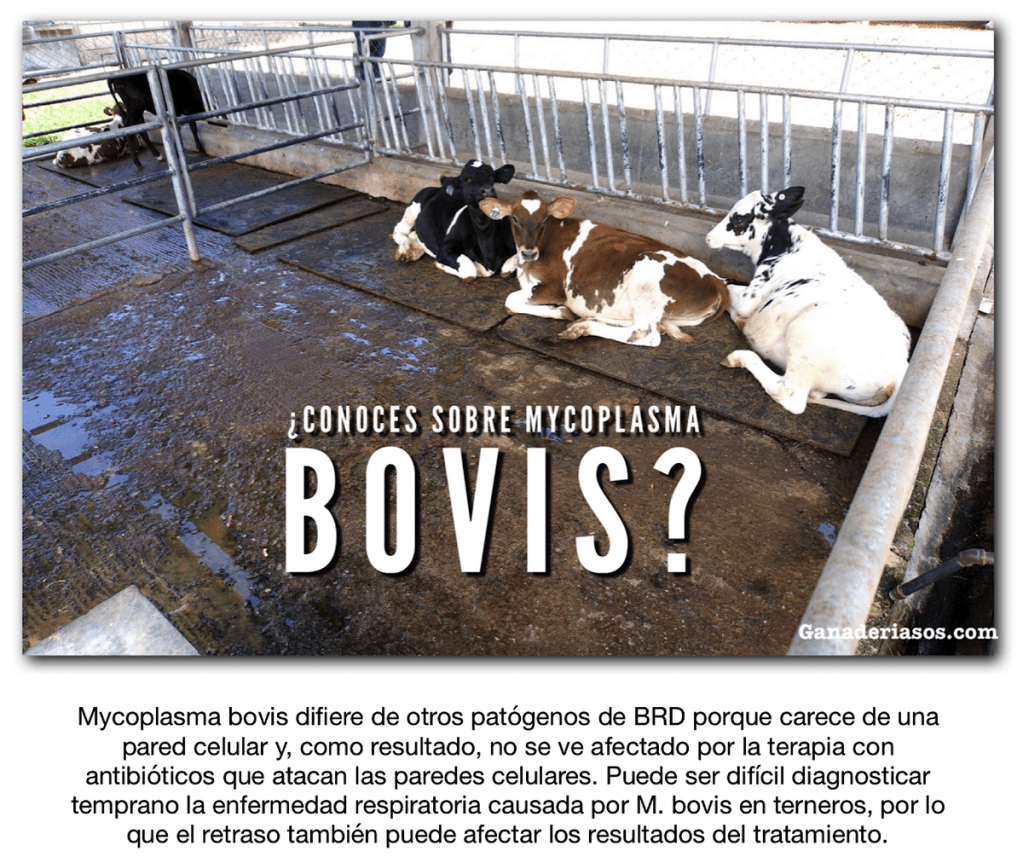 ¿CONOCES SOBRE MYCOPLASMA BOVIS? – GANADERIA SOS