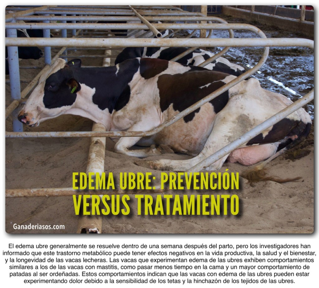 EDEMA UBRE: PREVENCIÓN VERSUS TRATAMIENTO – GANADERIA SOS