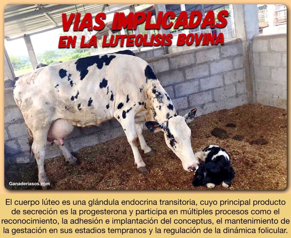 VÍAS IMPLICADAS EN LA LUTEÓLISIS BOVINA – GANADERIA SOS