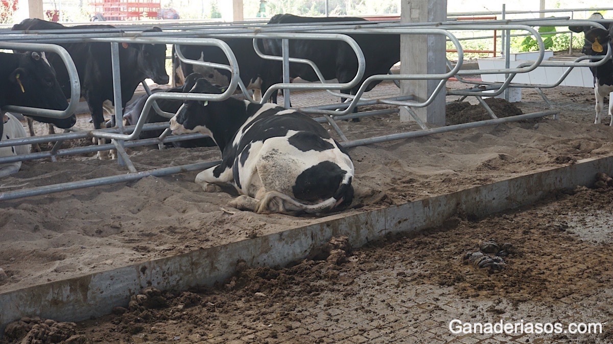 LA VACA CAÍDA, SU EXPLORACIÓN CLÍNICA Y DIAGNÓSTICO DIFERENCIAL ...