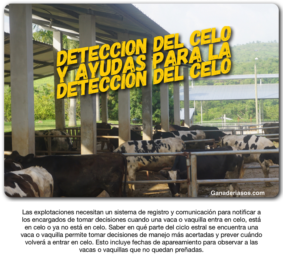 DETECCIÓN DEL CELO Y AYUDAS PARA LA DETECCIÓN DEL CELO – GANADERIA SOS