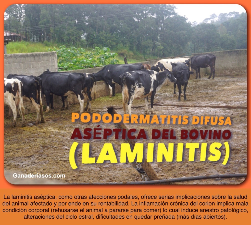 PODODERMATITIS DIFUSA ASÉPTICA DEL BOVINO (LAMINITIS) – GANADERIA SOS